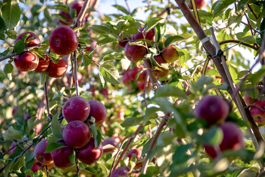 Horticulture Major – Plant and Agroecosystem Sciences