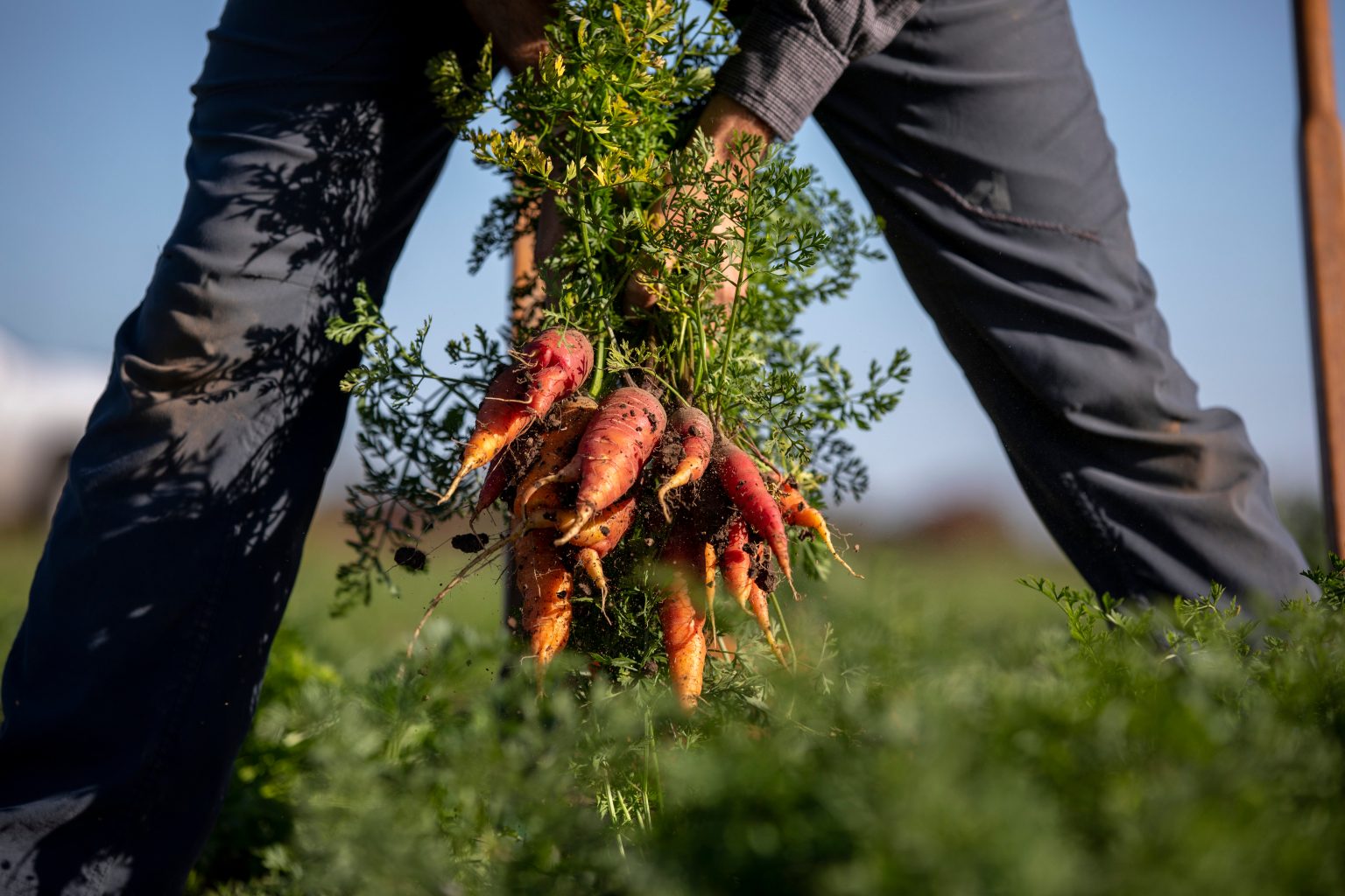 Plant and Agroecosystem Sciences – College of Agricultural & Life Sciences