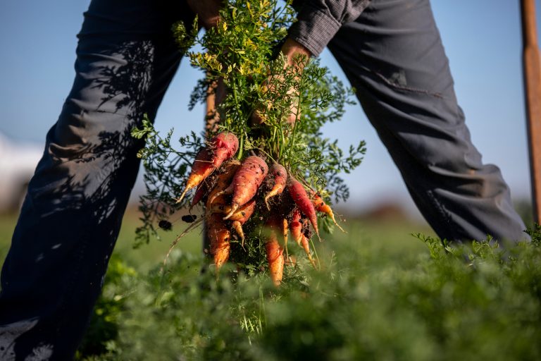 Plant and Agroecosystem Sciences – College of Agricultural & Life Sciences