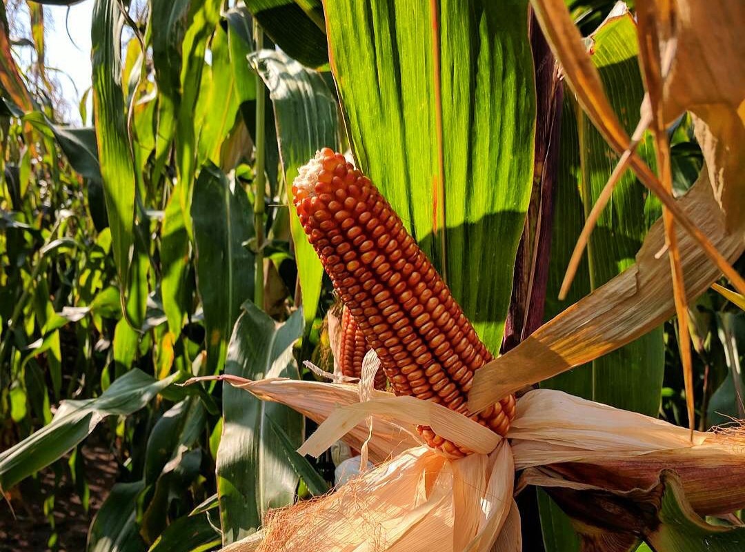 Red Corn Resurrection – Plant and Agroecosystem Sciences